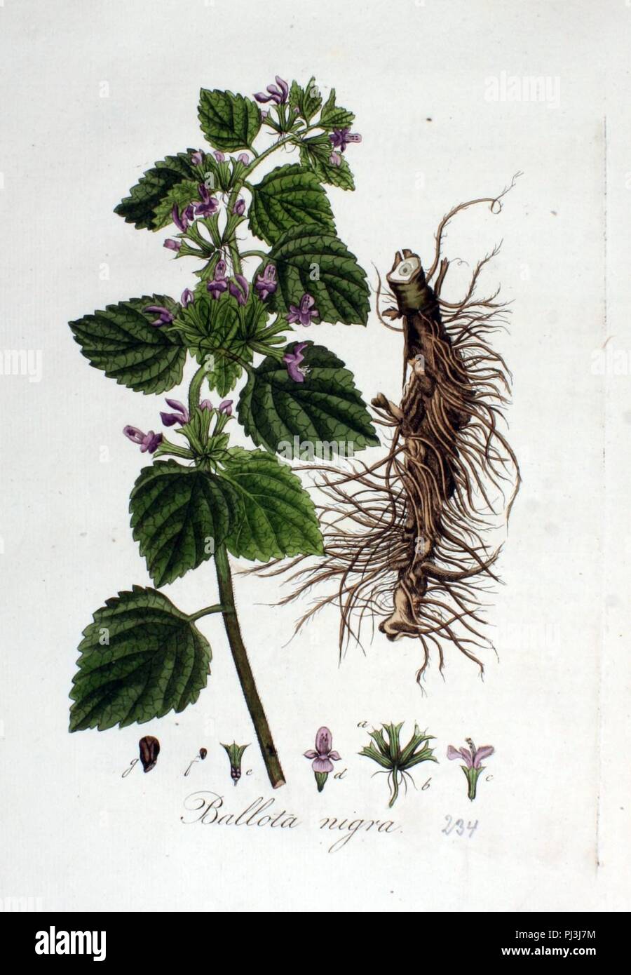 Ballota nigra — Flora Batava — Volume v3 Stock Photo - Alamy