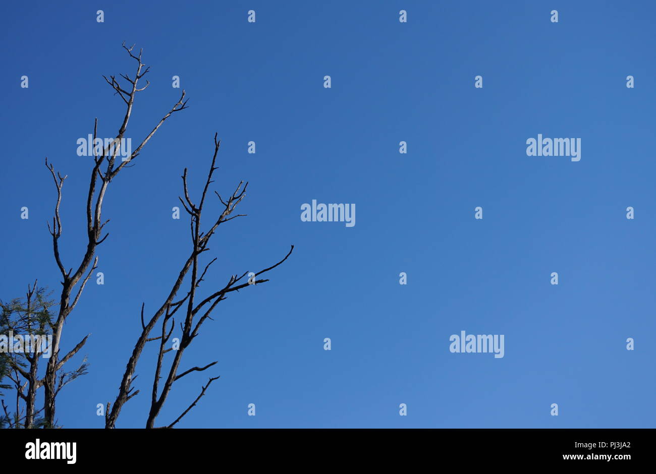 Tree Branch Isolated over Blue Sky Background Stock Photo - Alamy