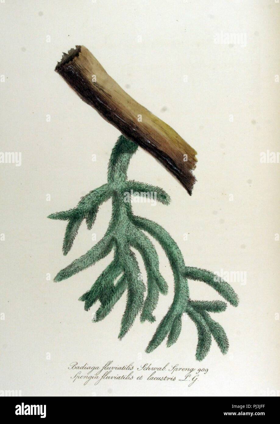 Badiaga fluviatilis — Flora Batava — Volume v12 Stock Photo - Alamy