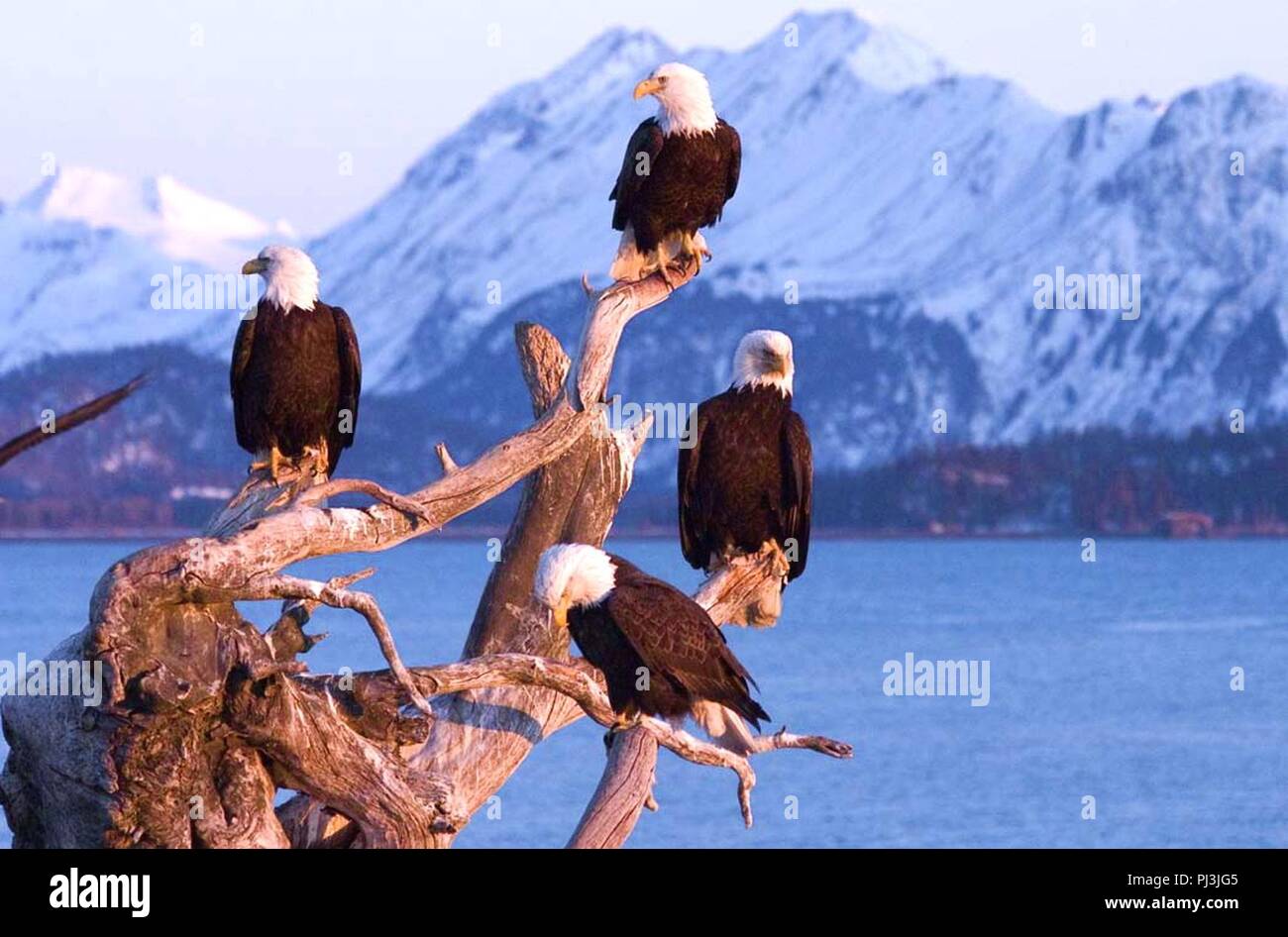Picture of eagles hi-res stock photography and images - Alamy
