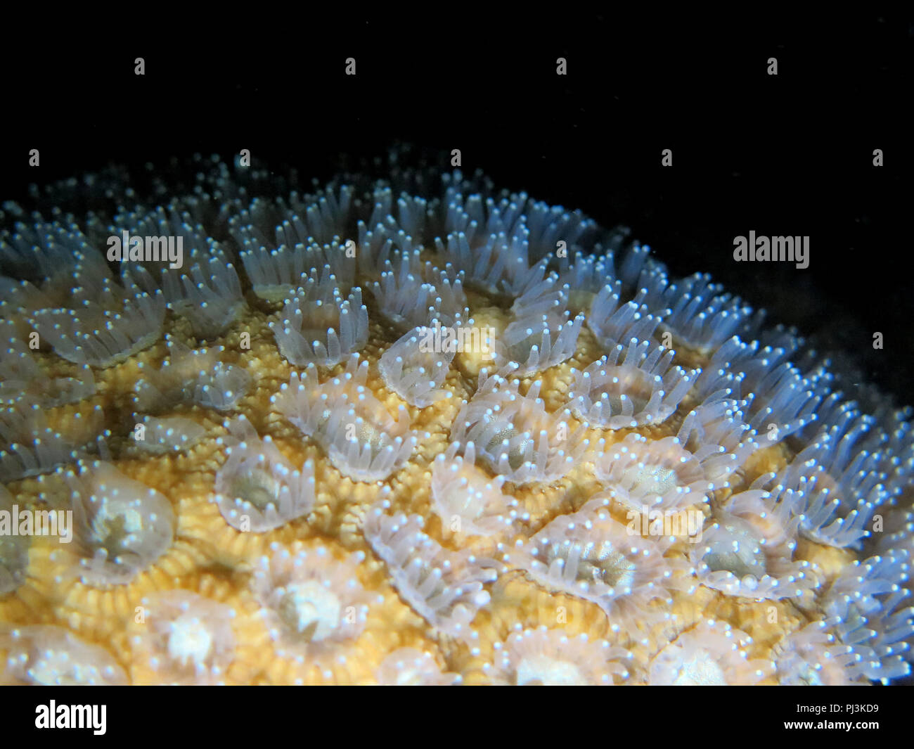 Polyp polypen hi-res stock photography and images - Alamy
