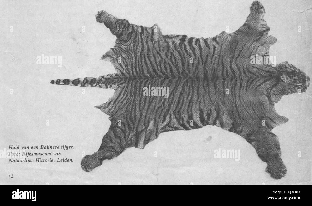 Balinese Tiger Drawing