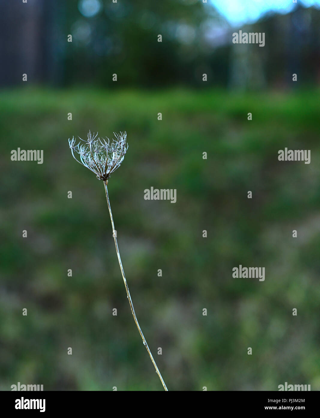 Single wild plant isolated against blurred natural green background ...