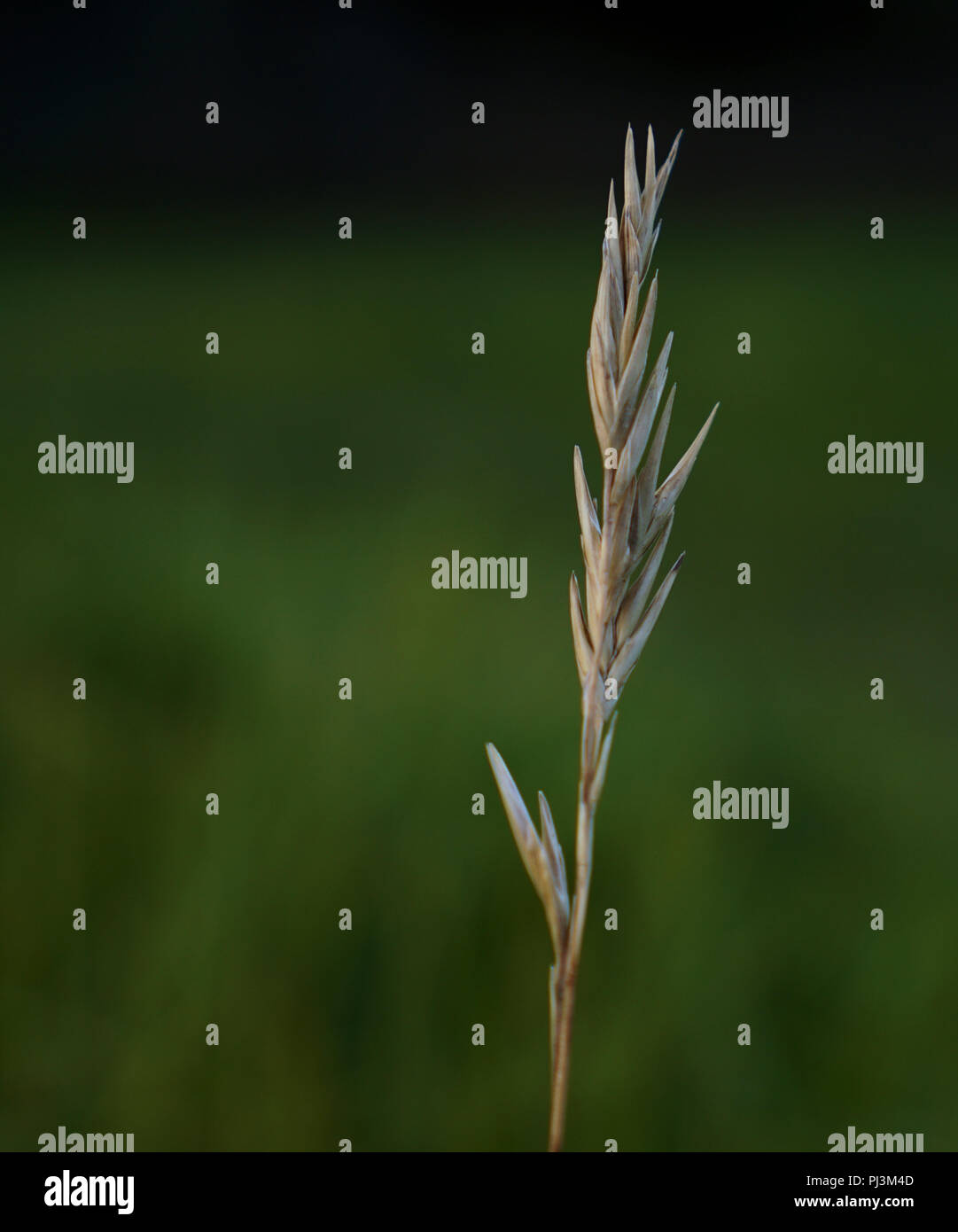 Single wild grass isolated against blurred green grass background Stock ...