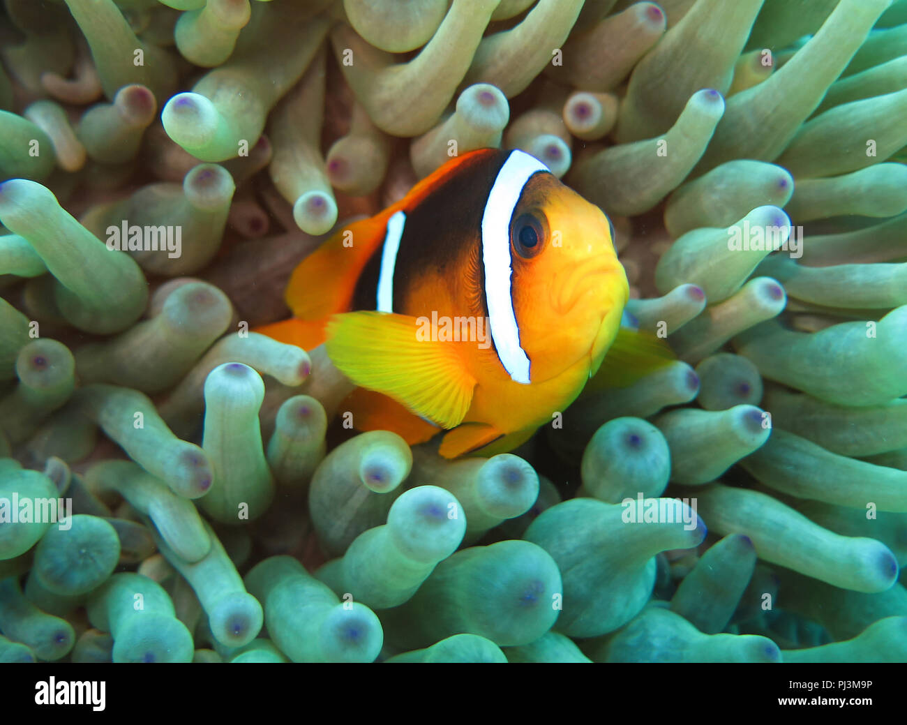 Seeanemone (Actiniaria), Rotmeer-Anemonenfisch (Amphiprion bicinctus ...