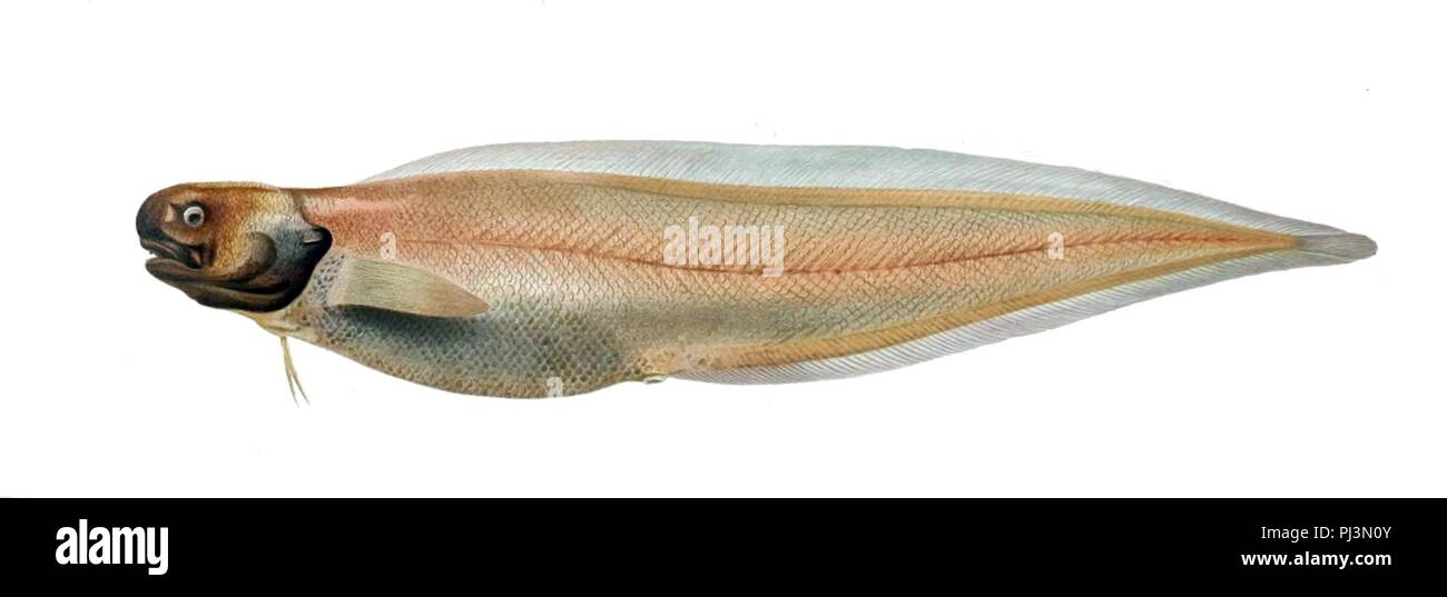 Barathrites iris hi-res stock photography and images - Alamy