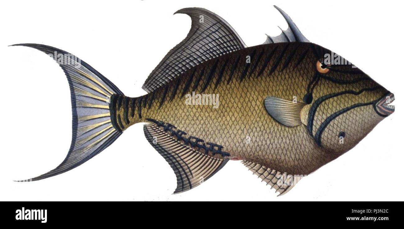 Balistes hi-res stock photography and images - Alamy