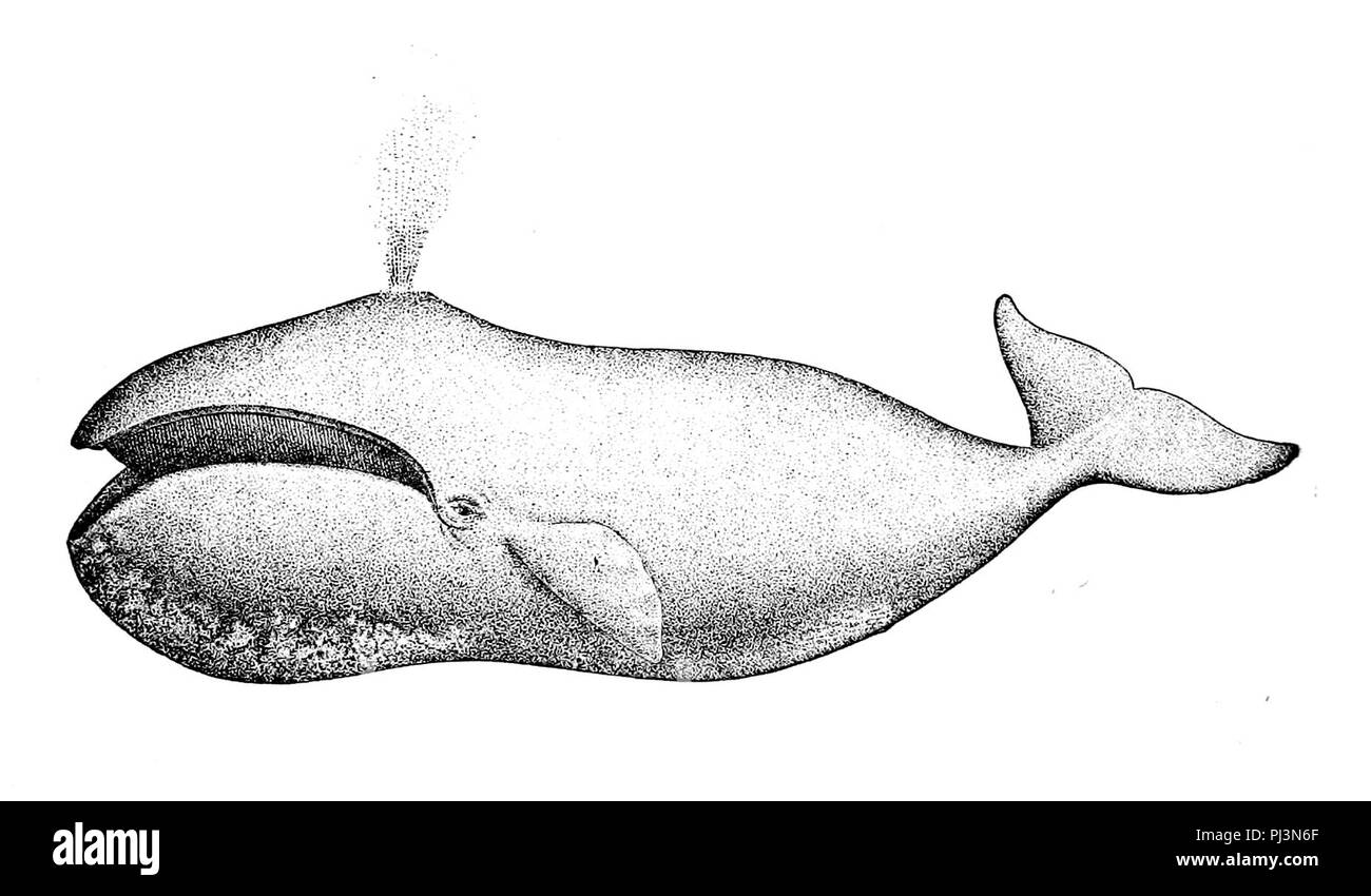 Balaena mysticetus hi-res stock photography and images - Alamy