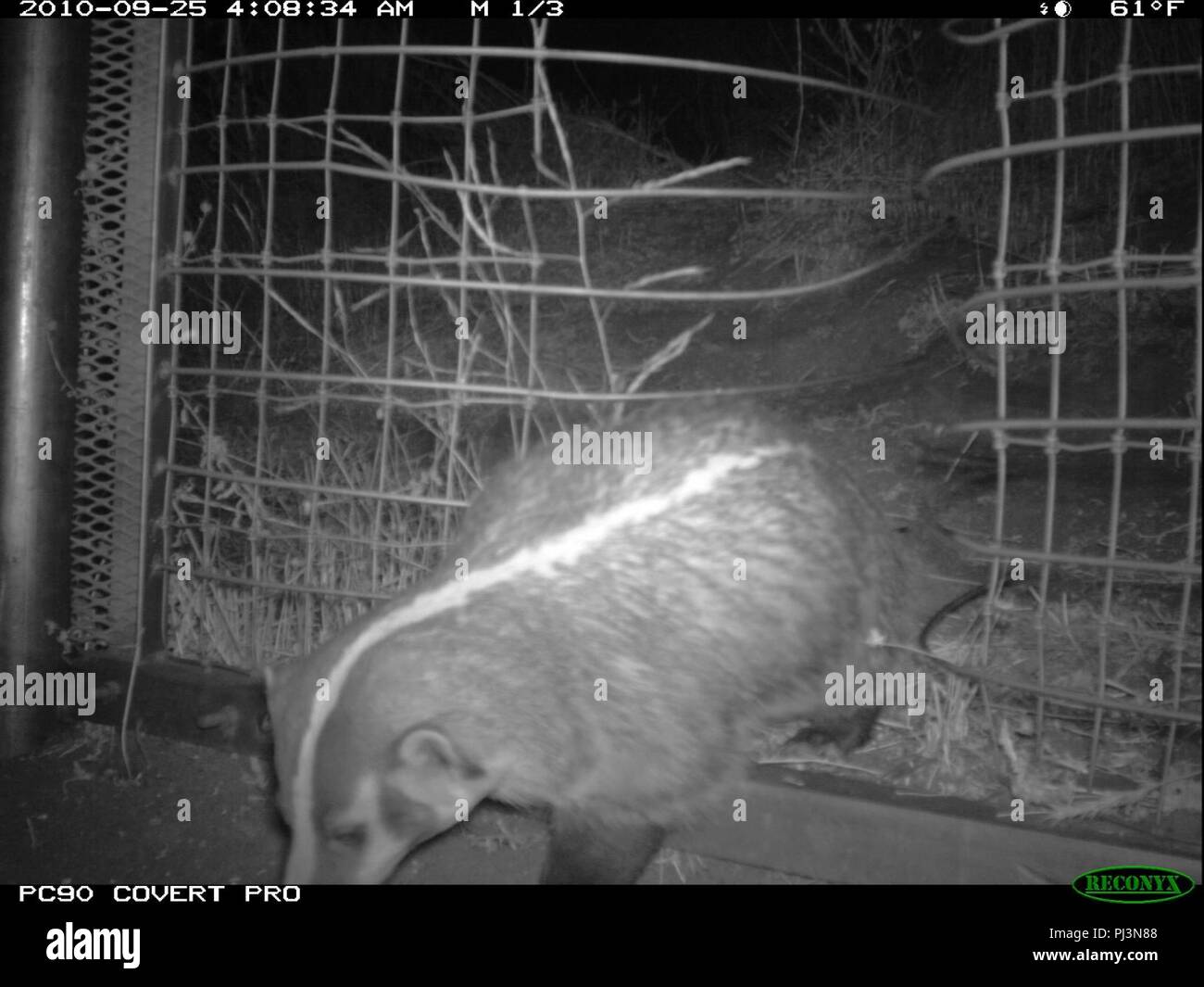 Badger gate hi-res stock photography and images - Alamy