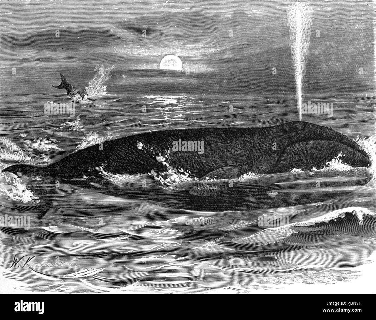 Balaena hi-res stock photography and images - Alamy