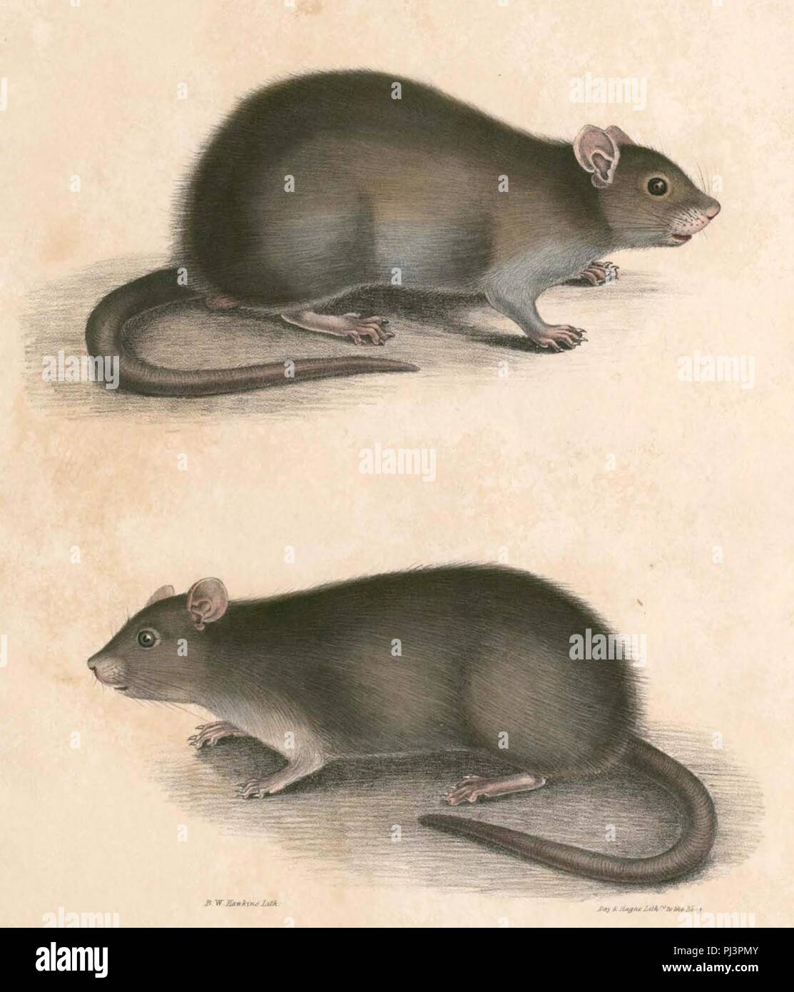 Bandicota bengalensis Hardwicke Stock Photo - Alamy