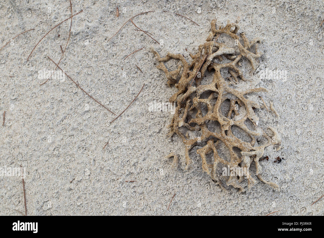 Death Of Coral Reefs High Resolution Stock Photography and Images - Alamy
