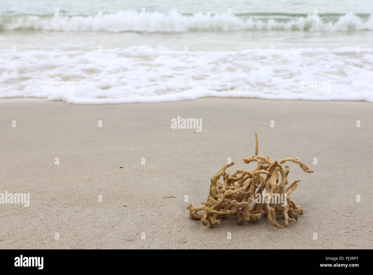 White coral reef on rock hi-res stock photography and images - Alamy