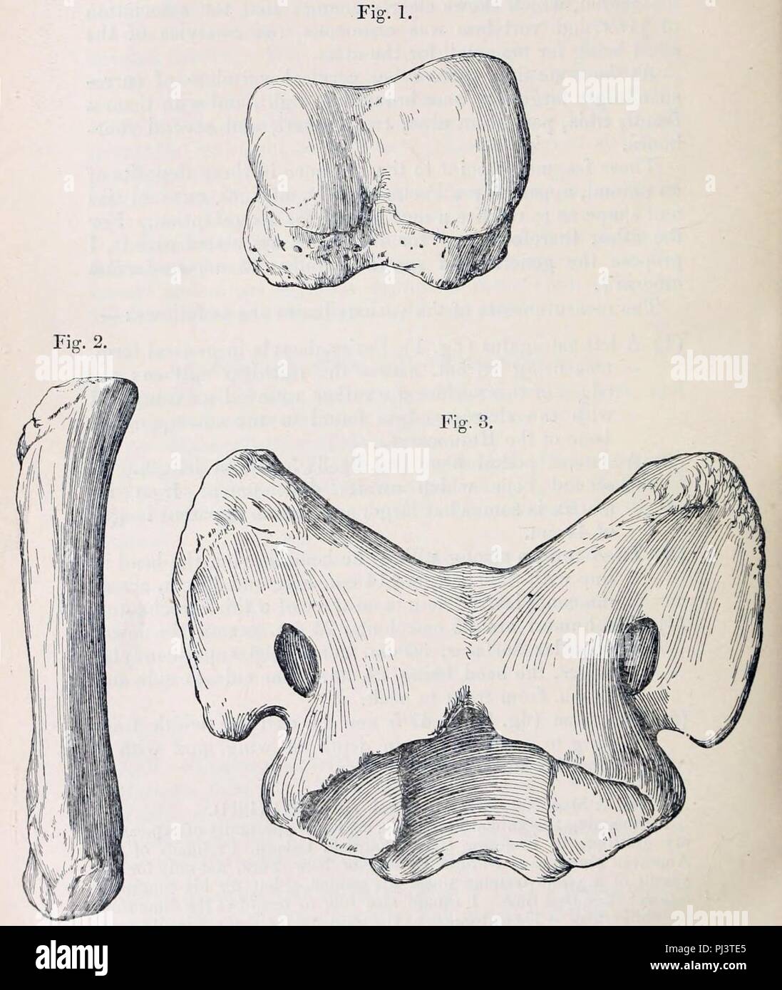 Baluchitherium hi-res stock photography and images - Alamy