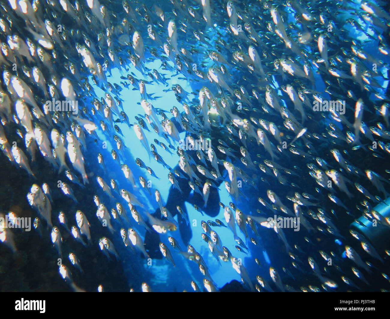 The carnatic ship wreck red sea egypt hi-res stock photography and ...