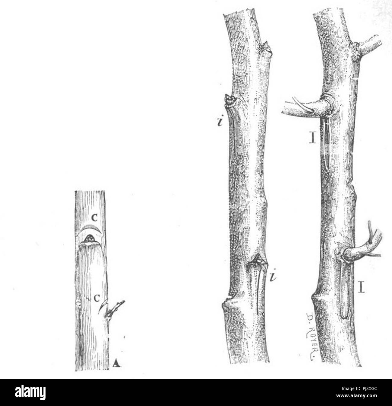 Baltet - L'art de greffer - fig147-148 Stock Photo - Alamy