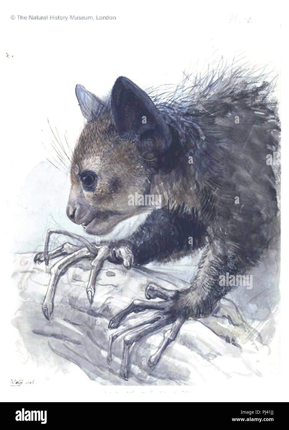 Joseph wolf hi-res stock photography and images - Alamy