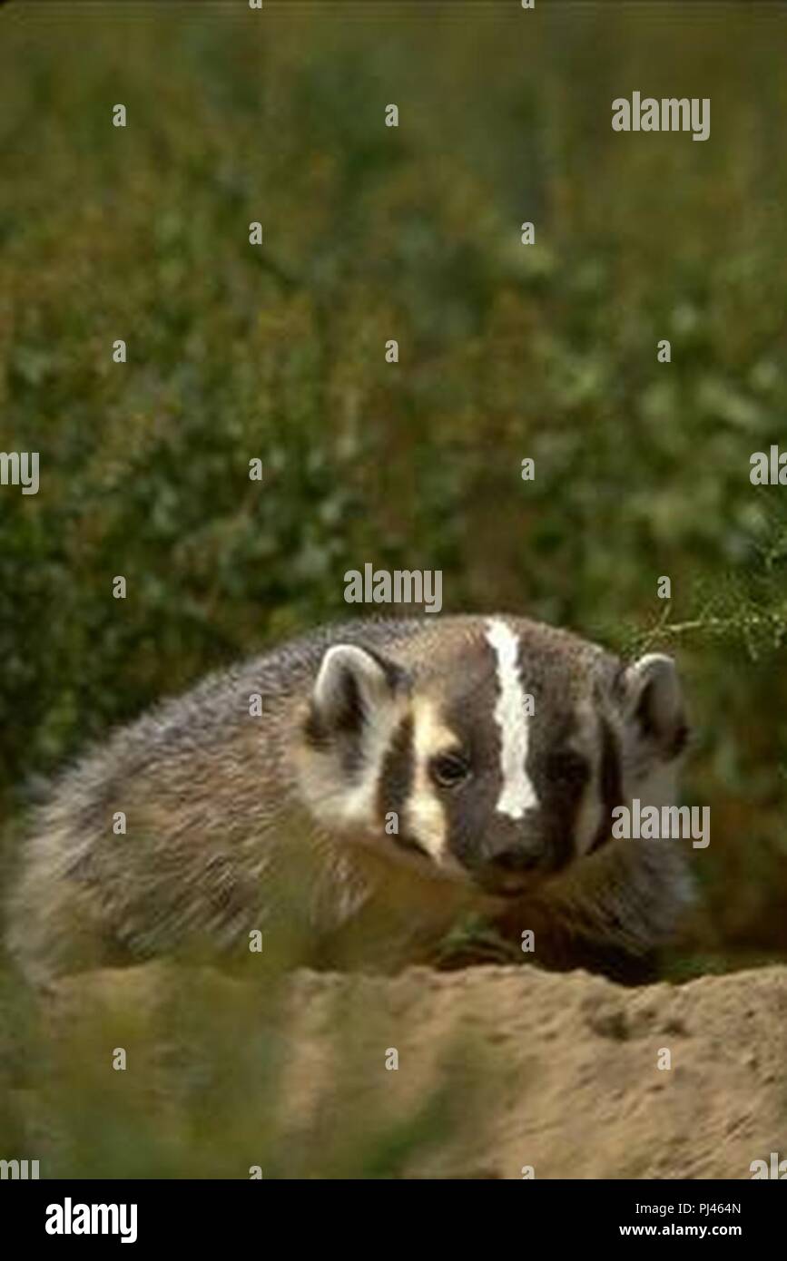 Vintage picture of badger hi-res stock photography and images - Alamy