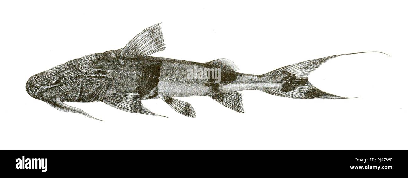Bagarius yarrellii Mintern 115 Stock Photo - Alamy