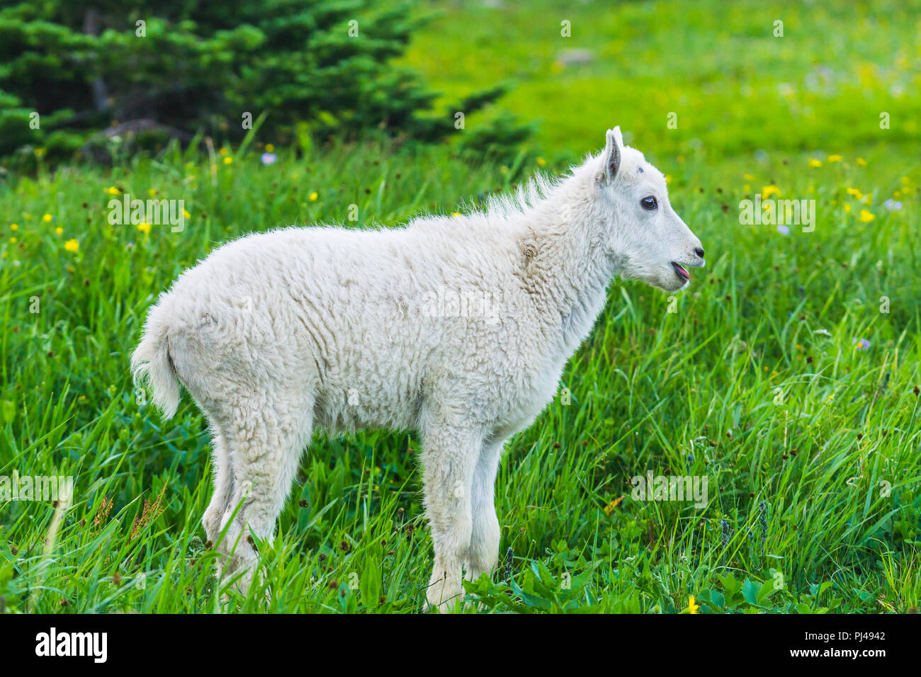 Two mountain goats mother and kid in green grass field, Glacier ...