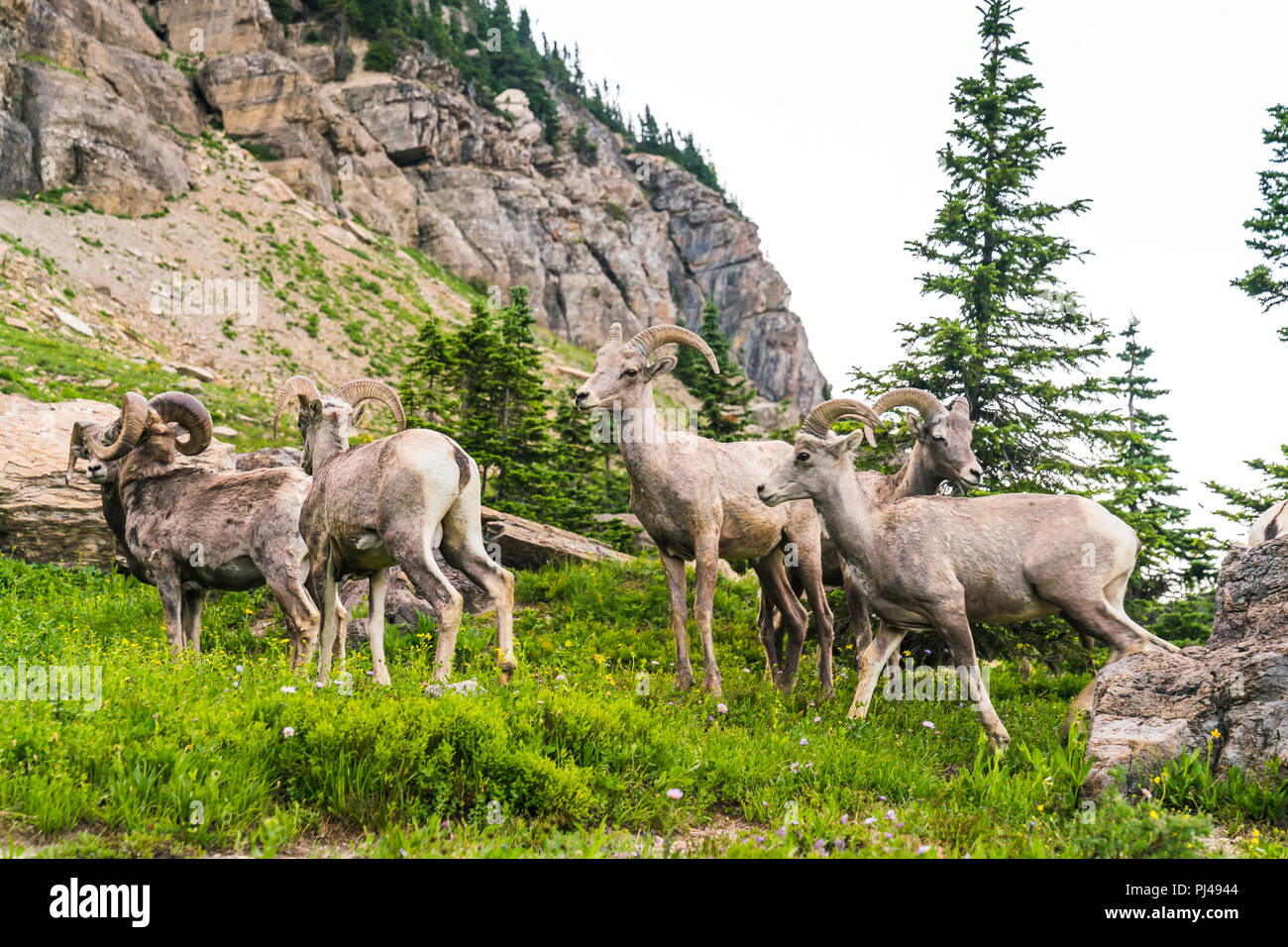 Big horn goat hi-res stock photography and images - Alamy