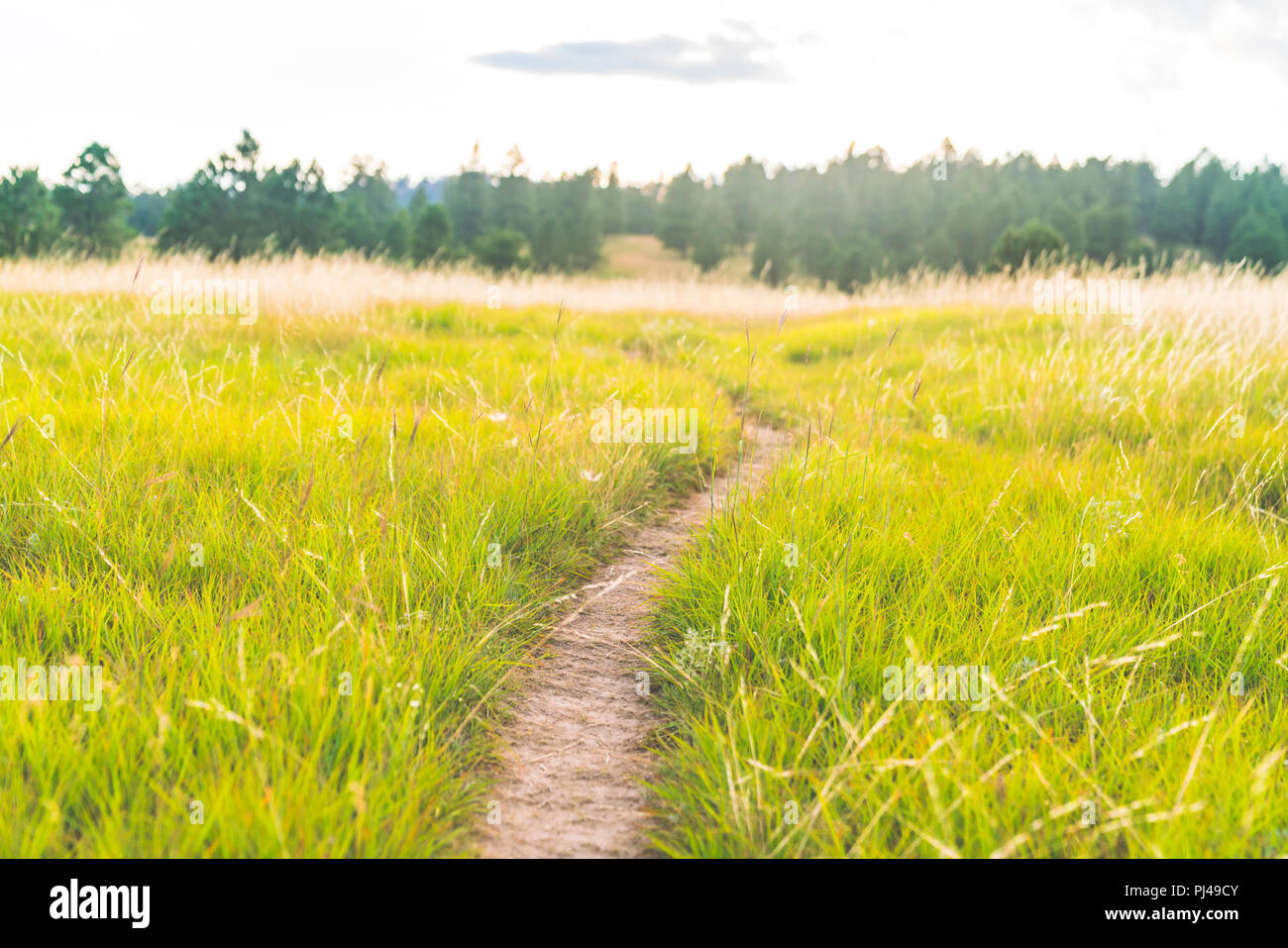 trail the grass field Stock Photo - Alamy