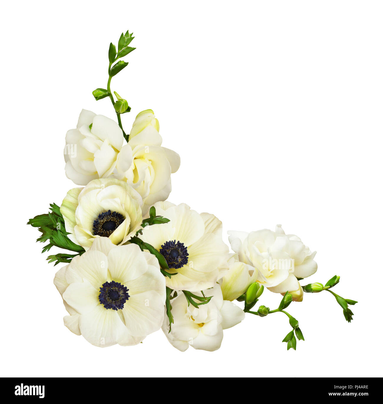 White anemones and freesia flowers in a corner arrangement isolated on ...