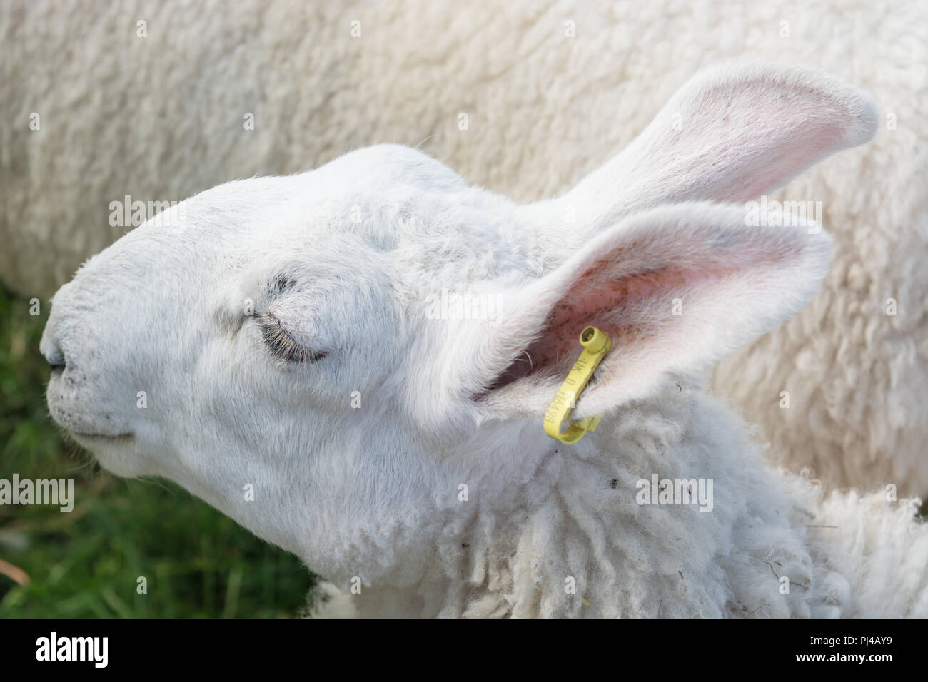 Border Leicester Sheep Stock Photo - Alamy