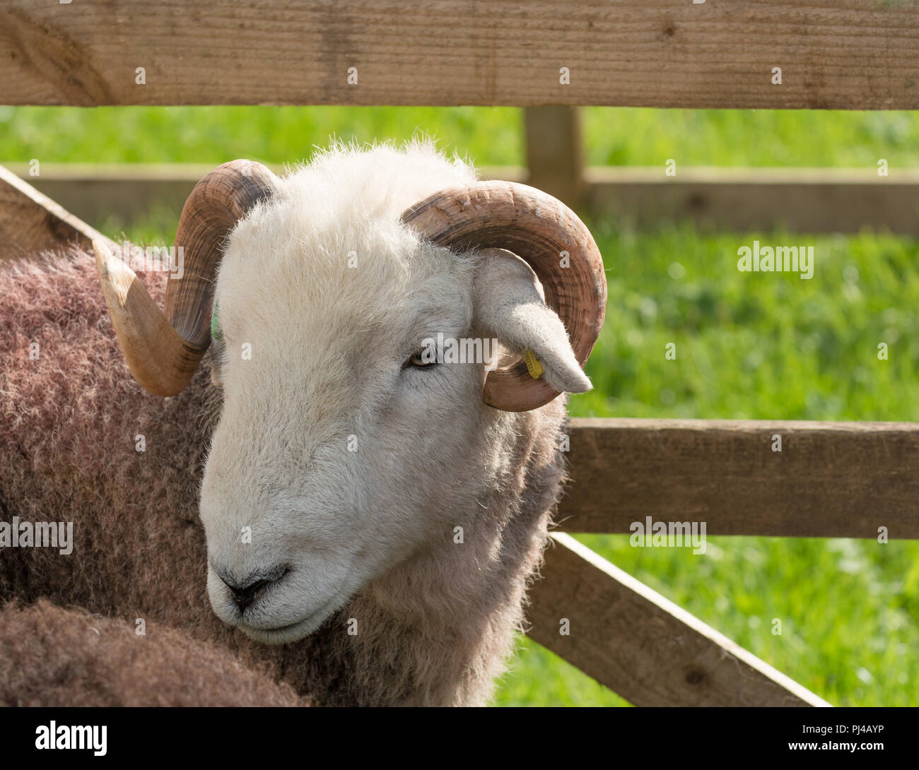 Herwick hi-res stock photography and images - Alamy