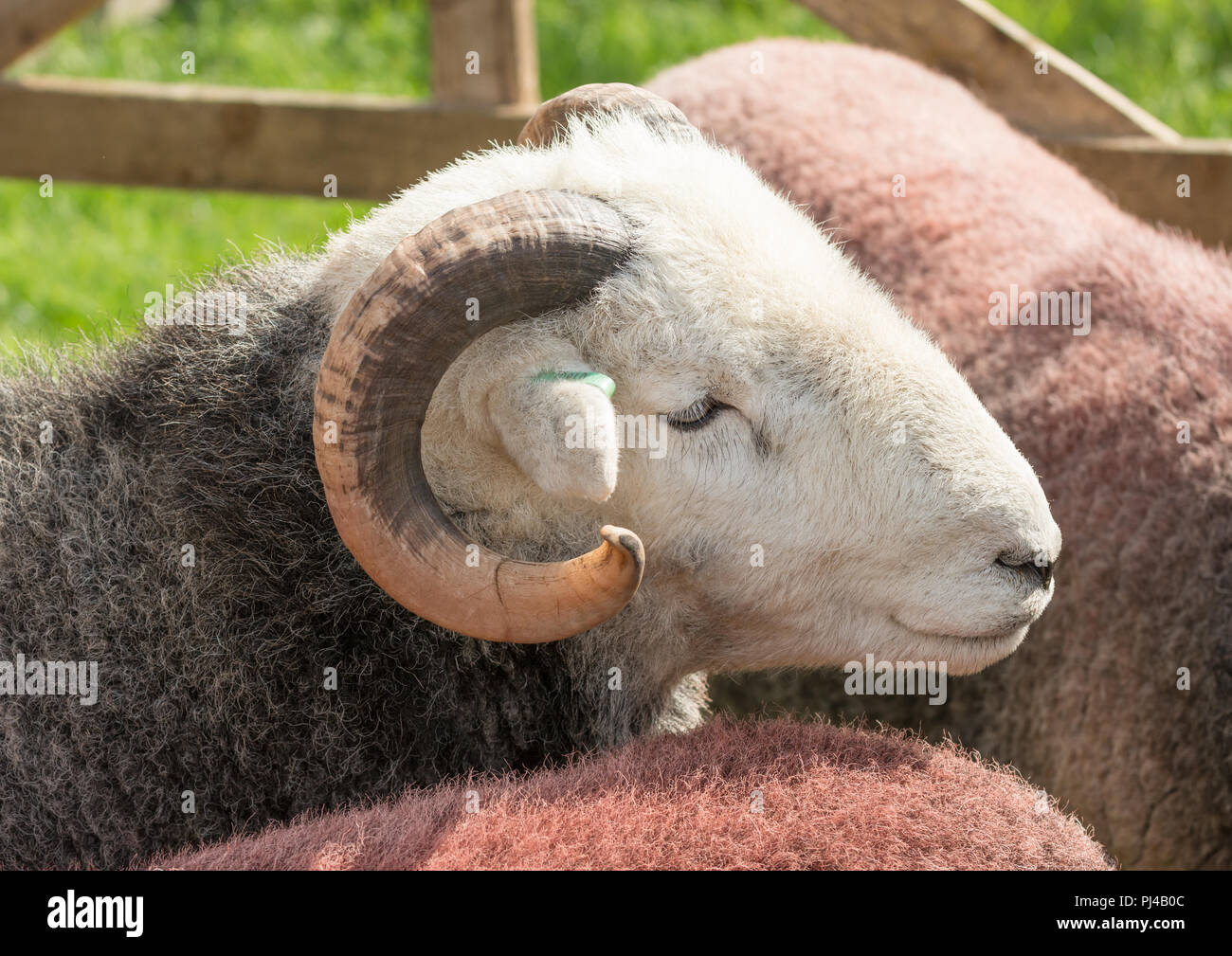 Herwick hi-res stock photography and images - Alamy