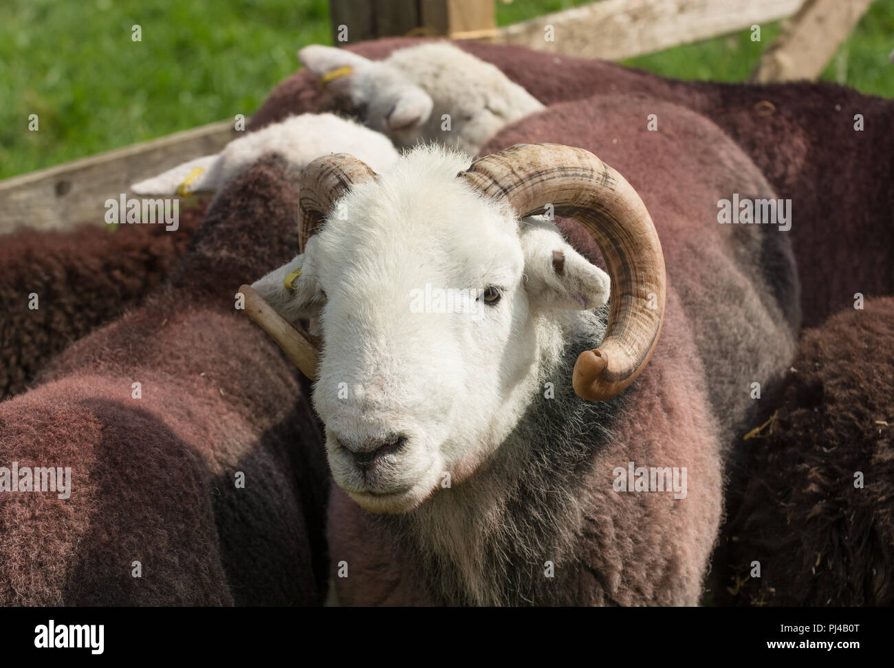 Herwick hi-res stock photography and images - Alamy