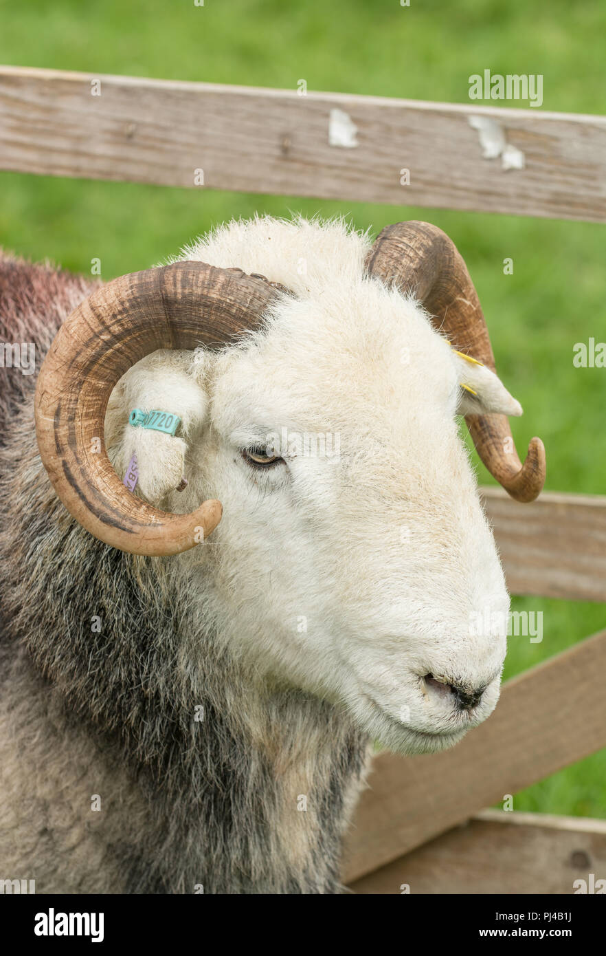 Herwick sheep lake hi-res stock photography and images - Alamy