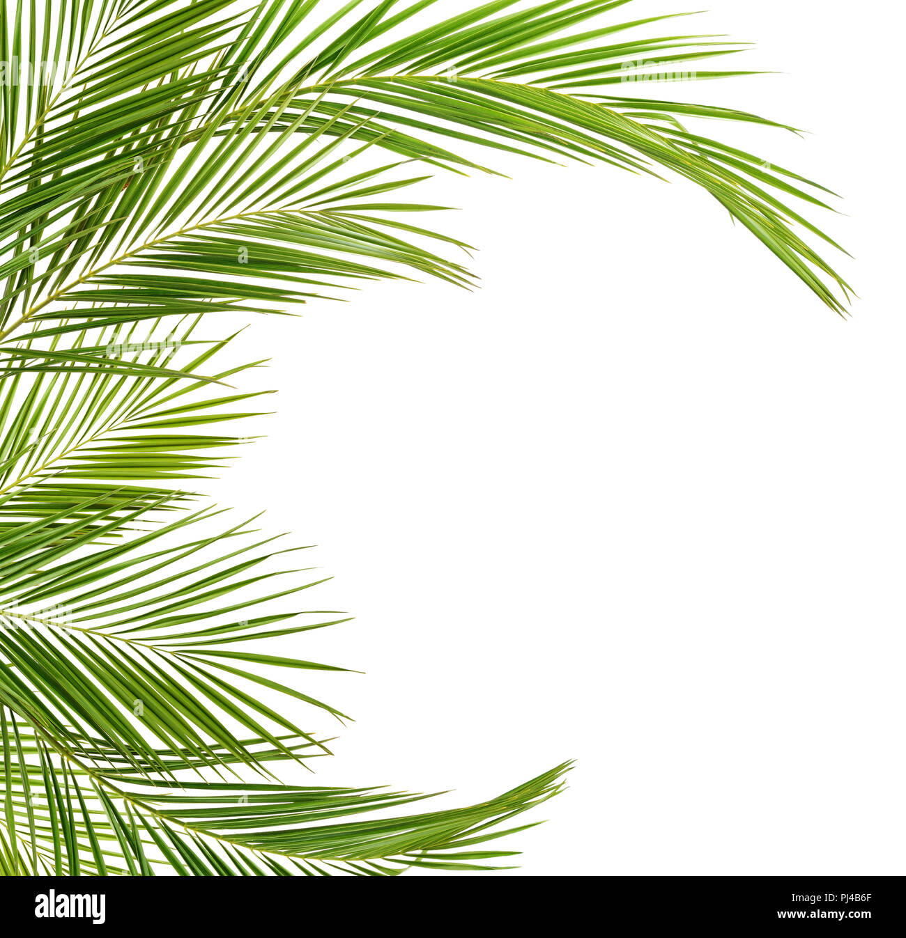 Green palm branches in arch shape frame isolated on white background ...