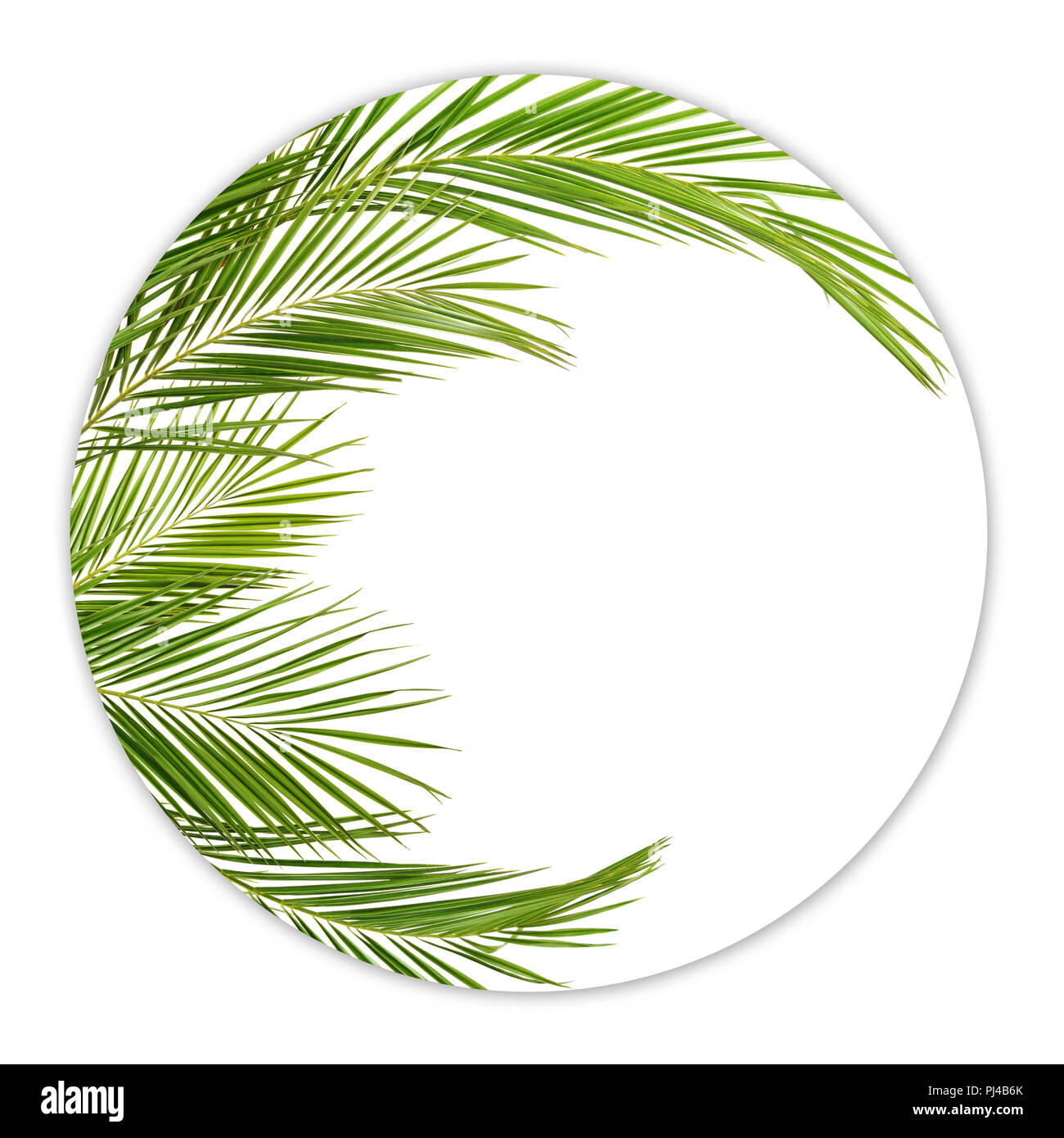 Round frame green palm Cut Out Stock Images & Pictures - Alamy
