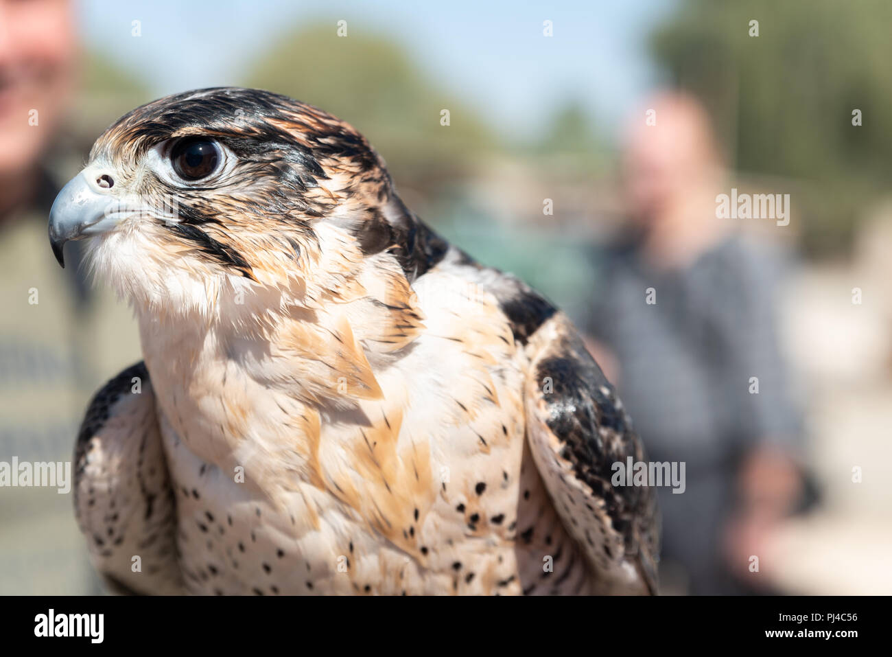 A close up of Falcon. A side view portrait of Falcon Stock Photo - Alamy