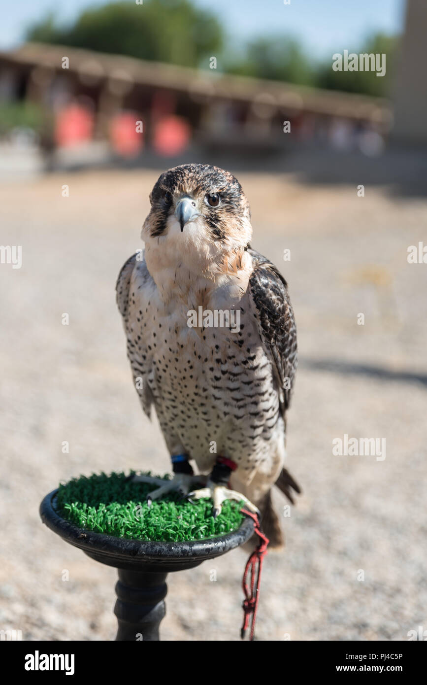 A pet Falcon/Hawk on a green stand Stock Photo - Alamy