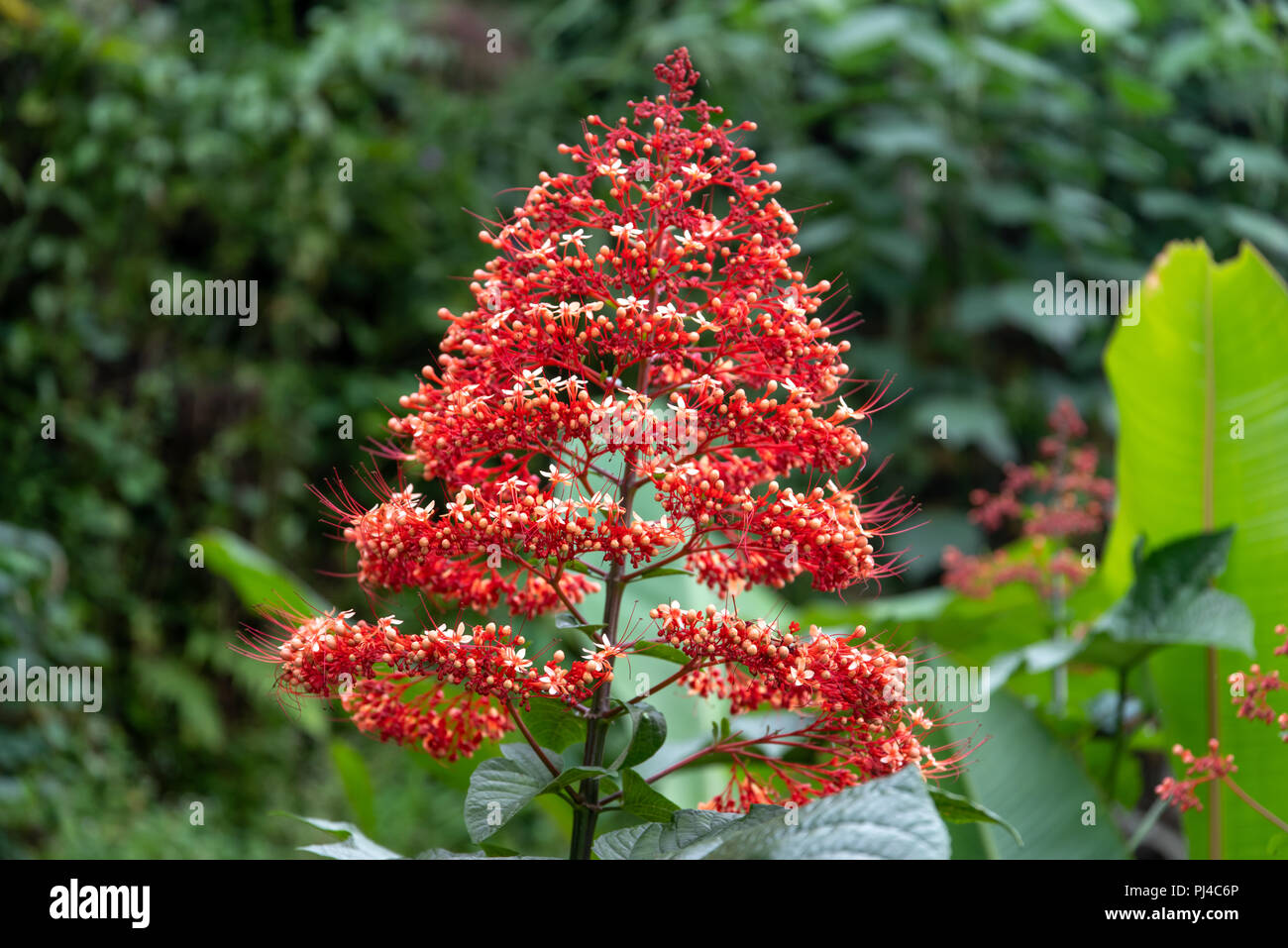 beautiful Wildflower at Banaue, Philippines Stock Photo - Alamy