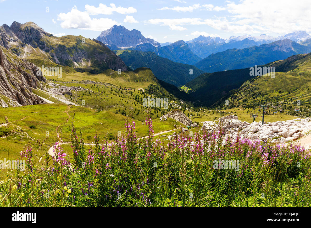 Green fields and flowers in Dolomites Alps mountains, Italy Stock Photo ...