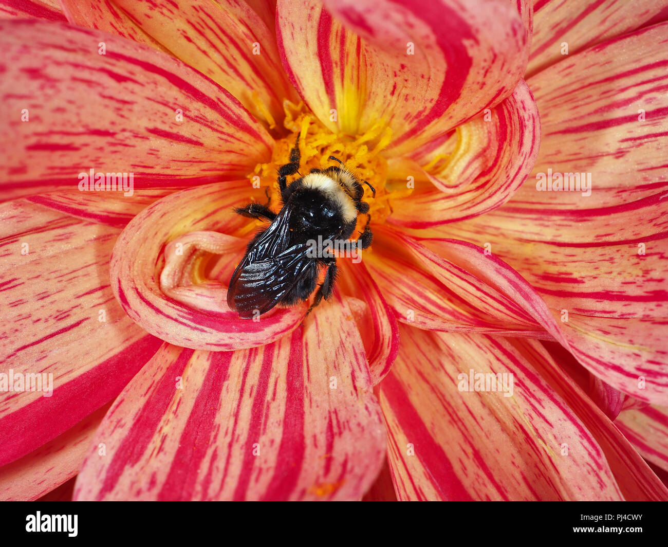 Bumblebee bombus sp on flower hi-res stock photography and images - Alamy