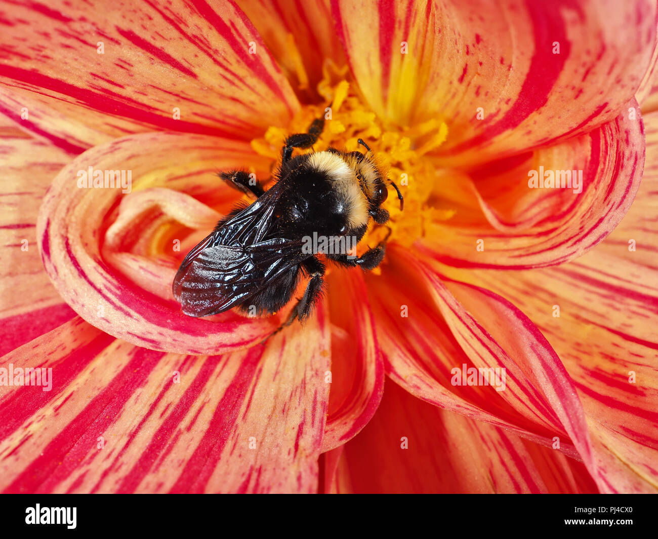 Bumblebee on a red flower Stock Photo - Alamy