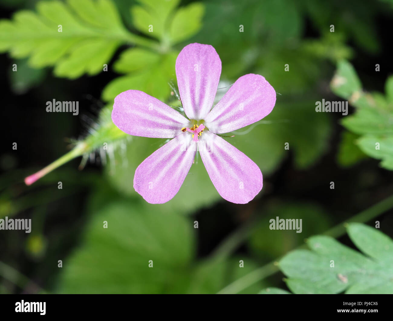 Forest geranium hi-res stock photography and images - Alamy