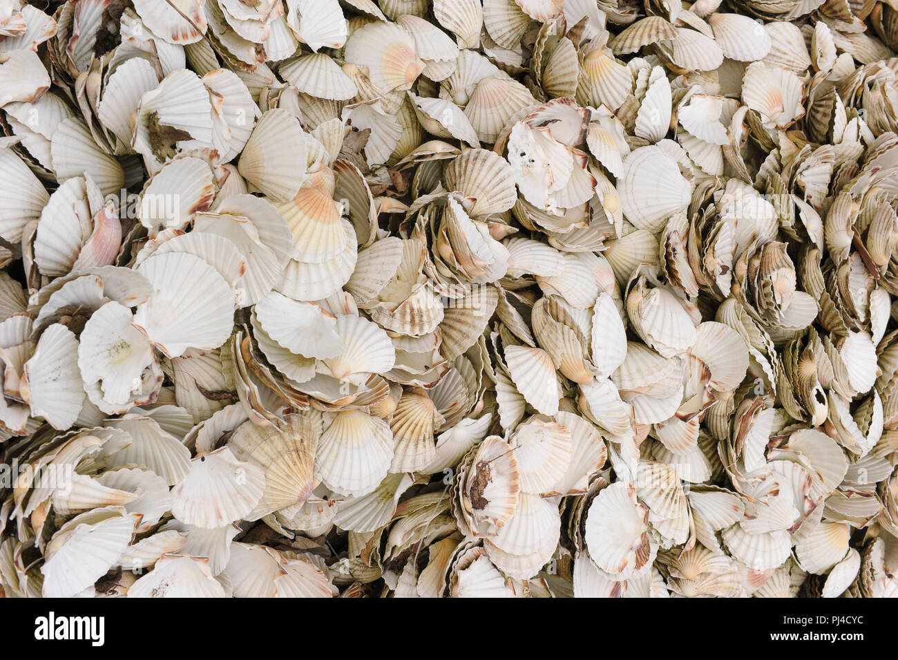 Scottish shells hi-res stock photography and images - Alamy