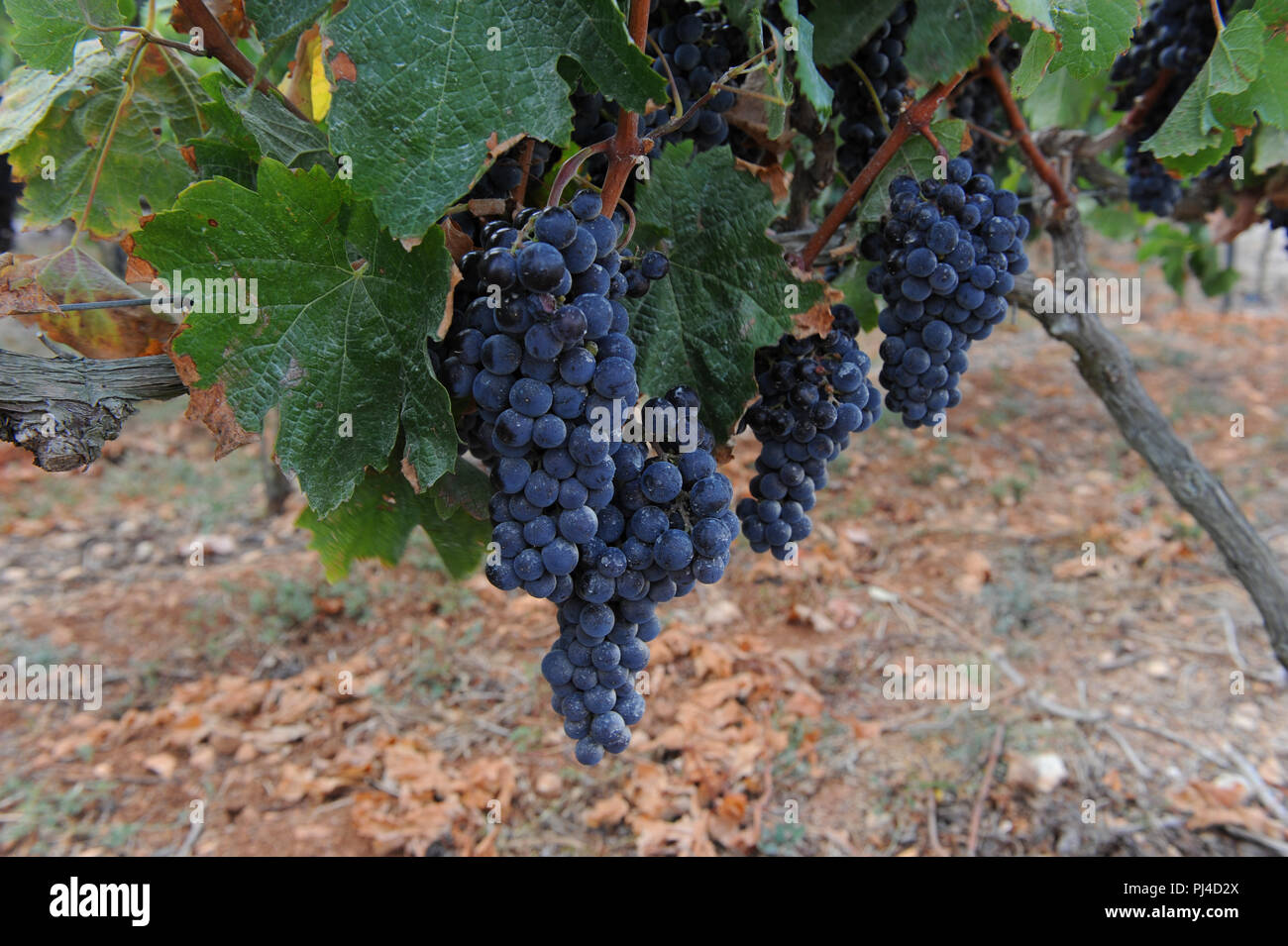 Merlot grapes on the vine Stock Photo - Alamy