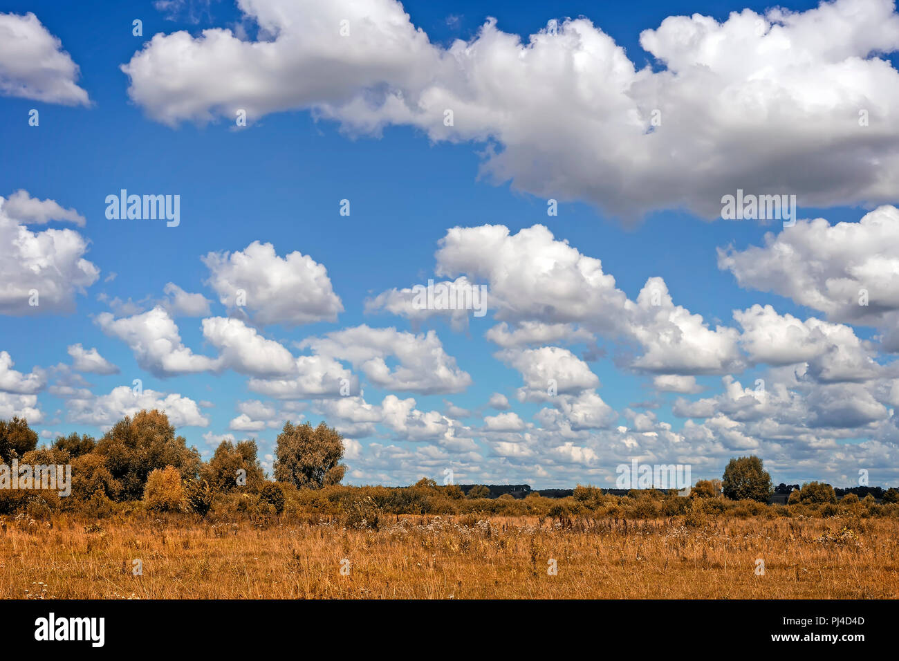 Autumn landscape: meadows overgrown with grass. In the distance you see ...
