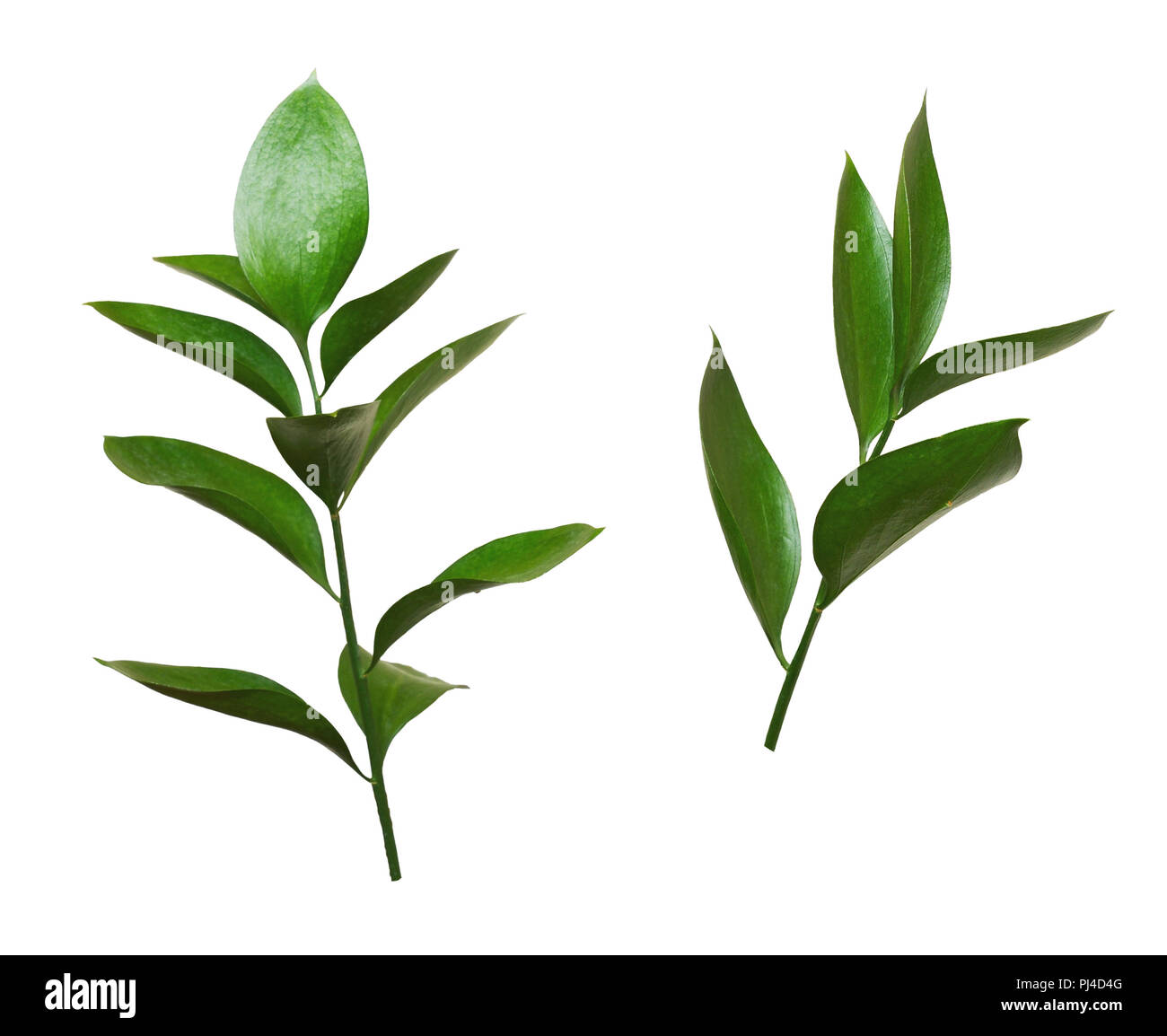 Ruscus leaf hi-res stock photography and images - Alamy