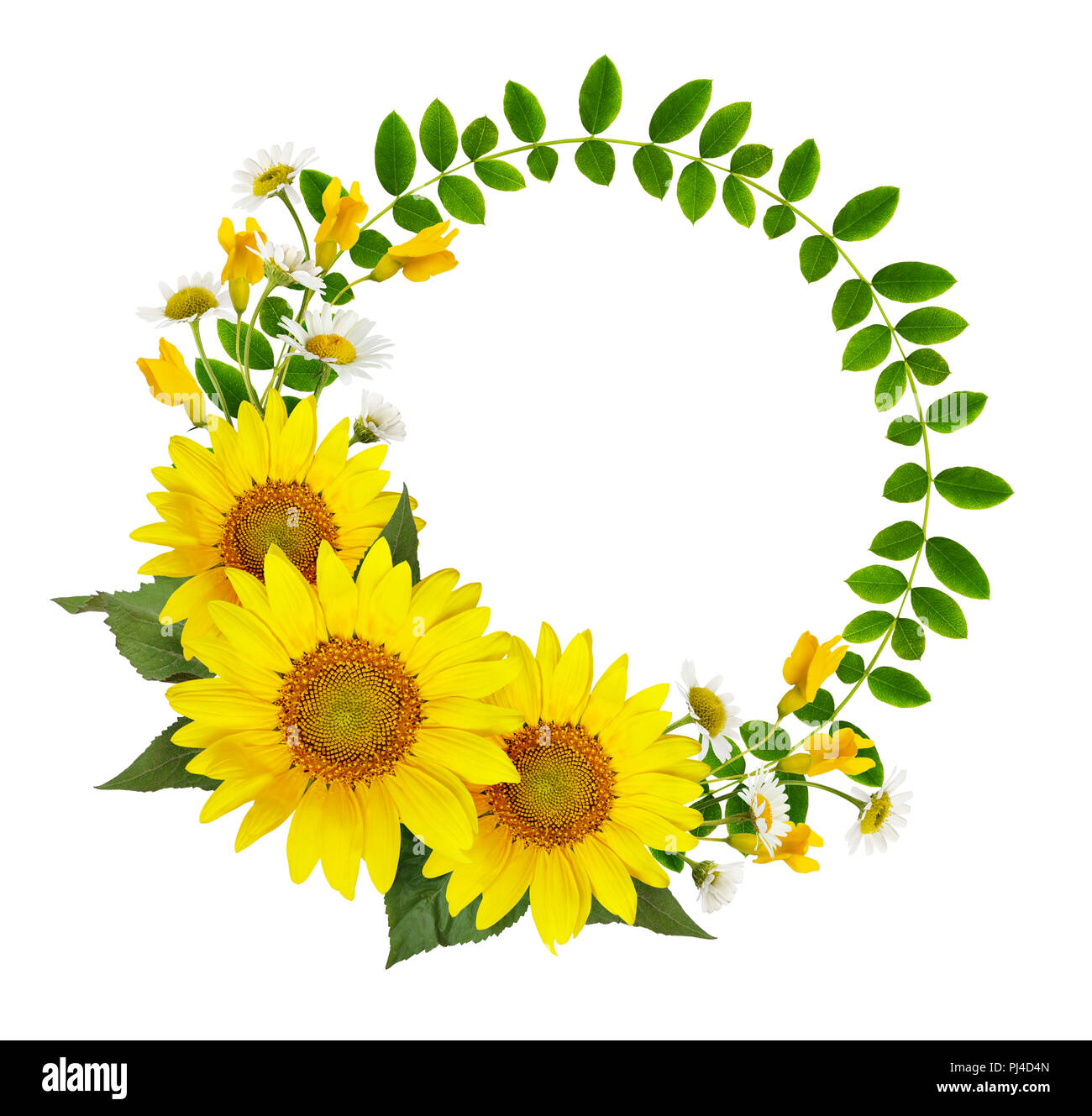 Sunflowers, daisies and acacia flowers and green leaves in a round ...