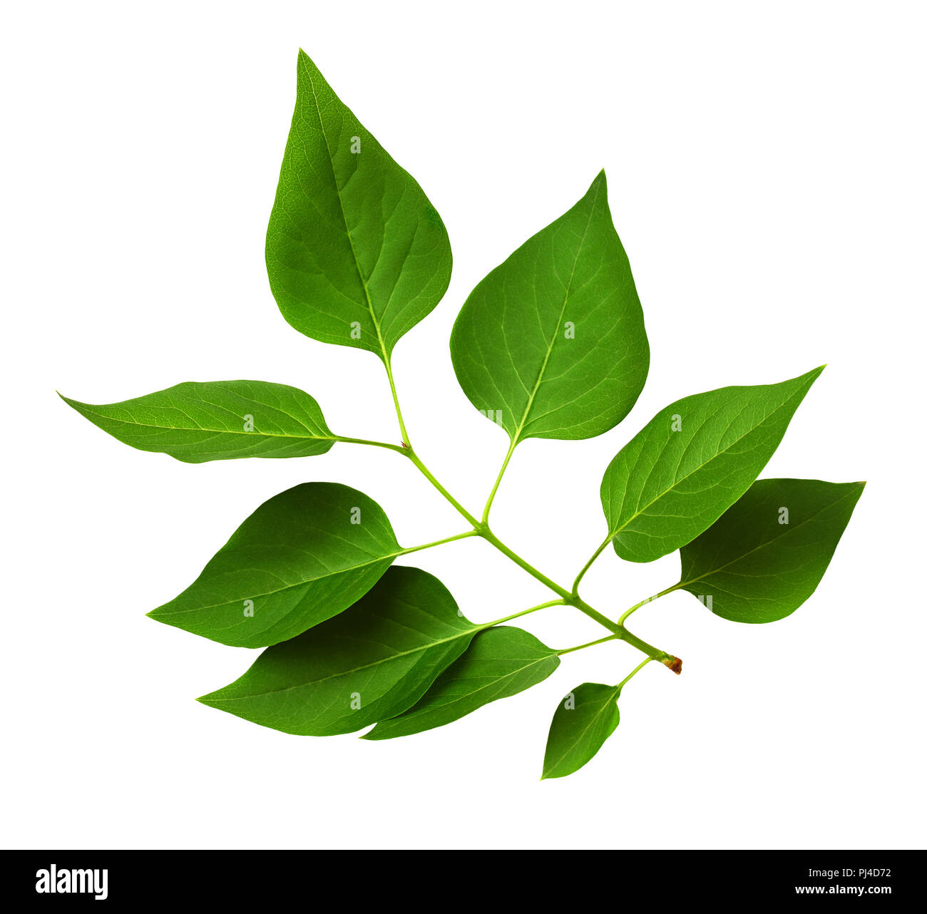 Lilac leaves hi-res stock photography and images - Alamy