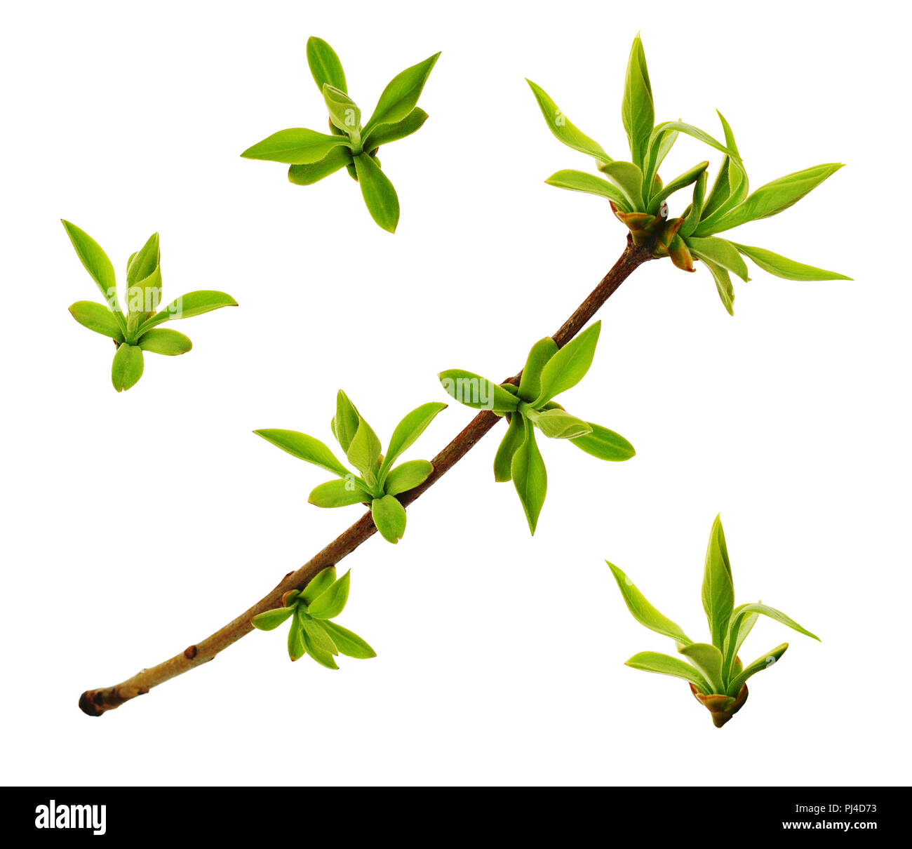 Set of fresh spring leaves and a twig isolated on white Stock Photo - Alamy