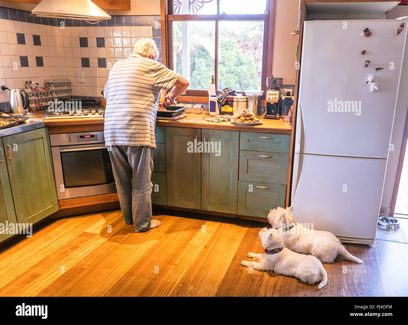 Dogs watching retired owner cooking roast meal for Sunday lunch in ...