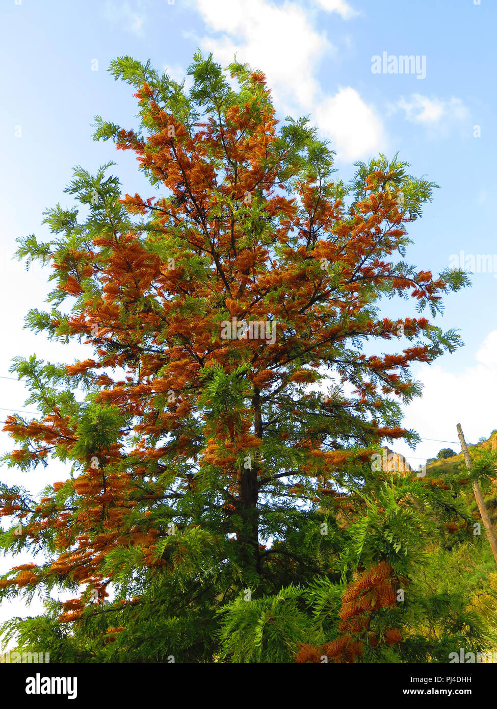 Silver oak hi-res stock photography and images - Alamy